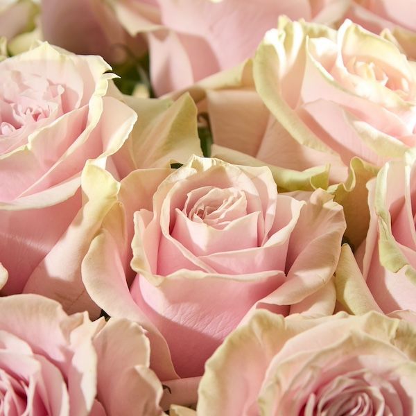 A complete guide to roses: symbolism and care tips | Arena Flowers