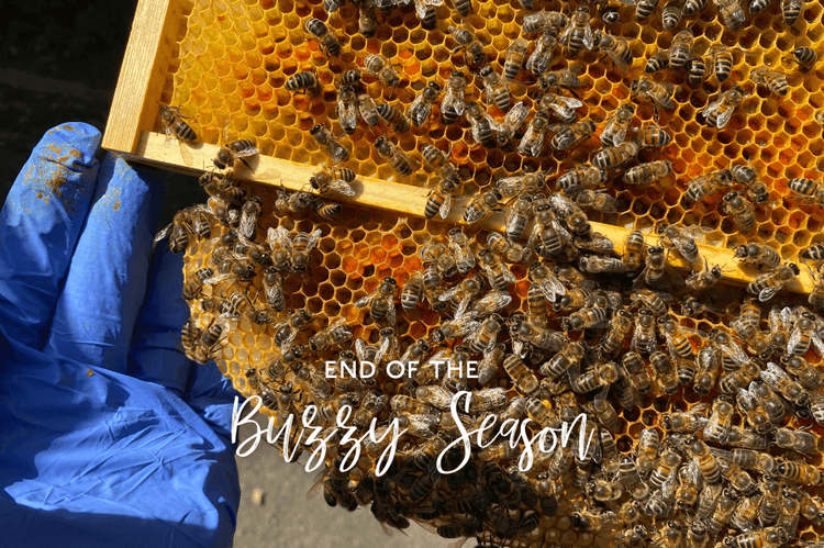 End of the buzzy season: what have the bees been up to?